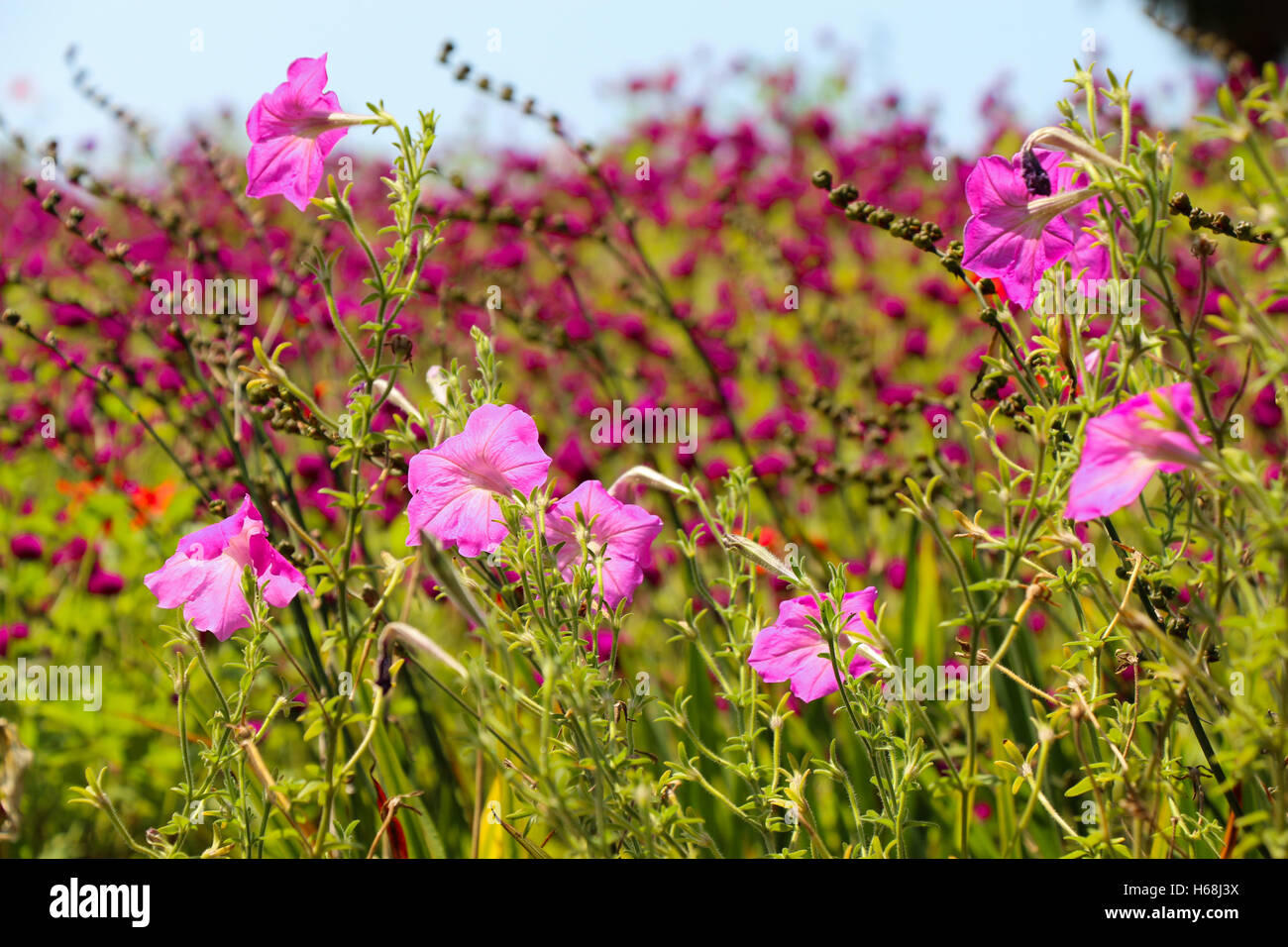 Beautiful fresh flowers in nature background Stock Photo - Alamy