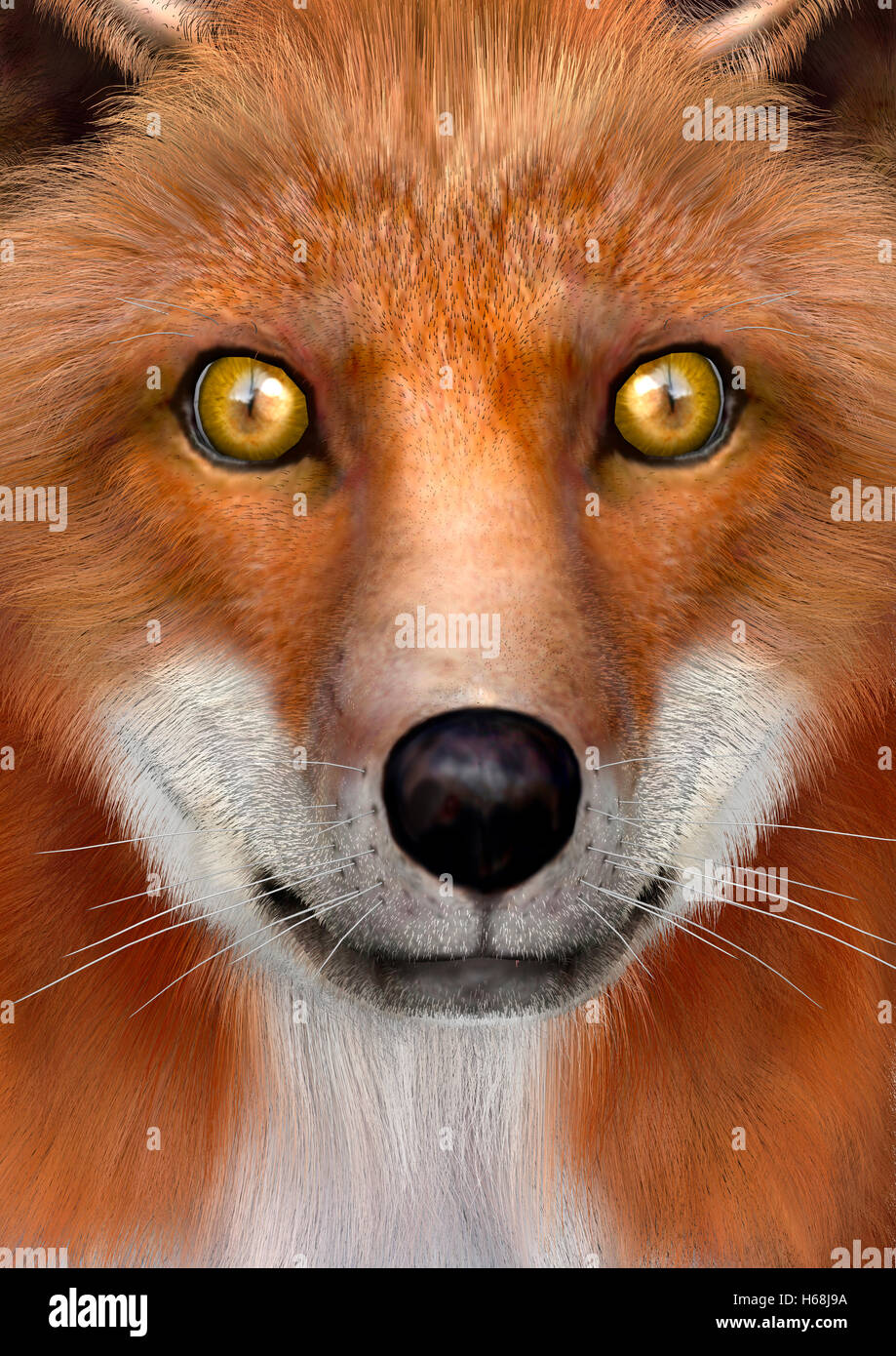3D rendering of a head of a red fox, closeup Stock Photo - Alamy