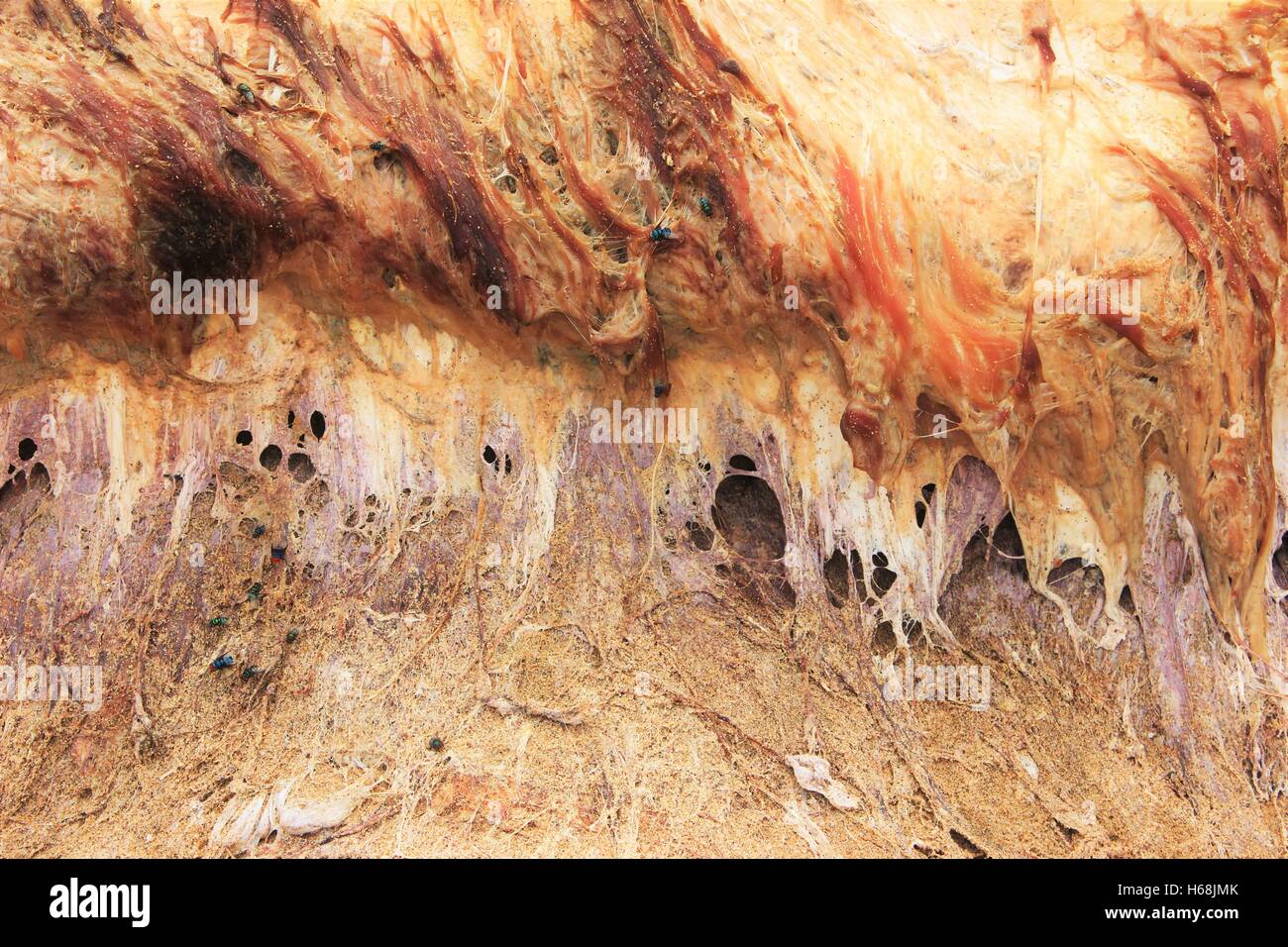 Whale carcass decomposing Stock Photo - Alamy