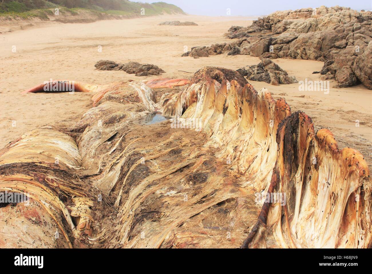 Dead humpback whale carcass hi-res stock photography and images - Alamy
