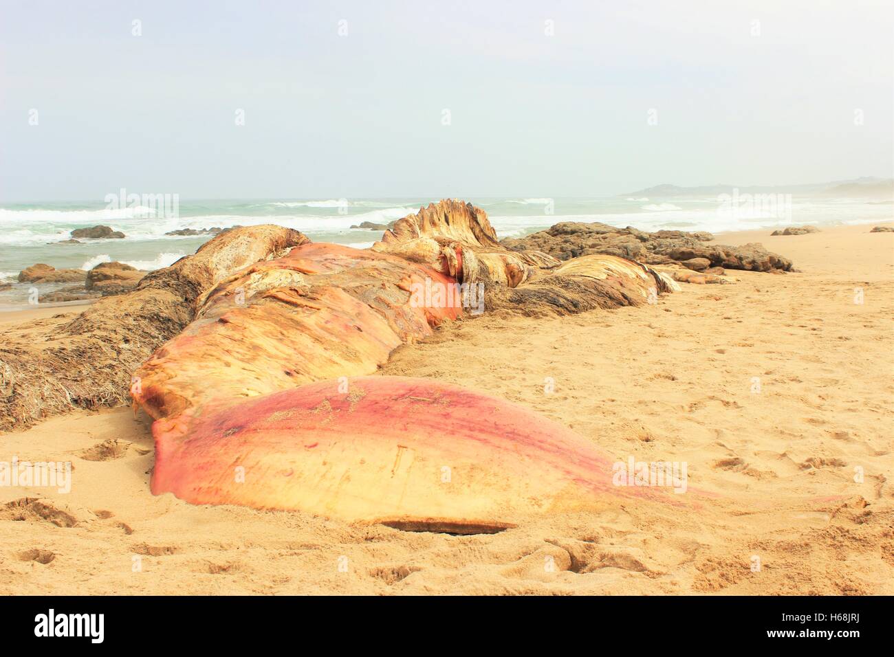 Whale carcass decomposing Stock Photo - Alamy