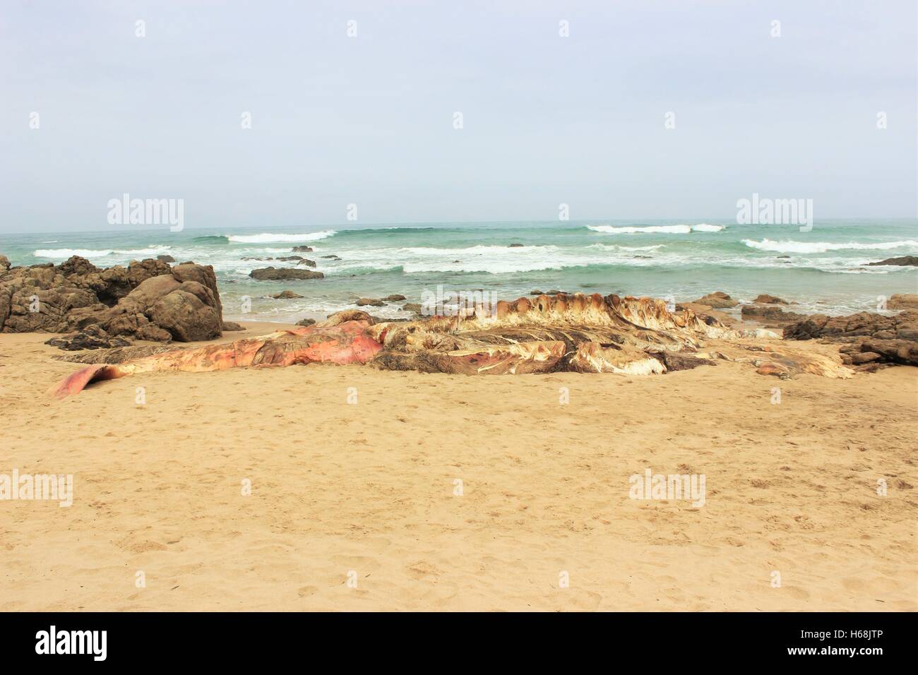Whale carcass decomposing Stock Photo - Alamy