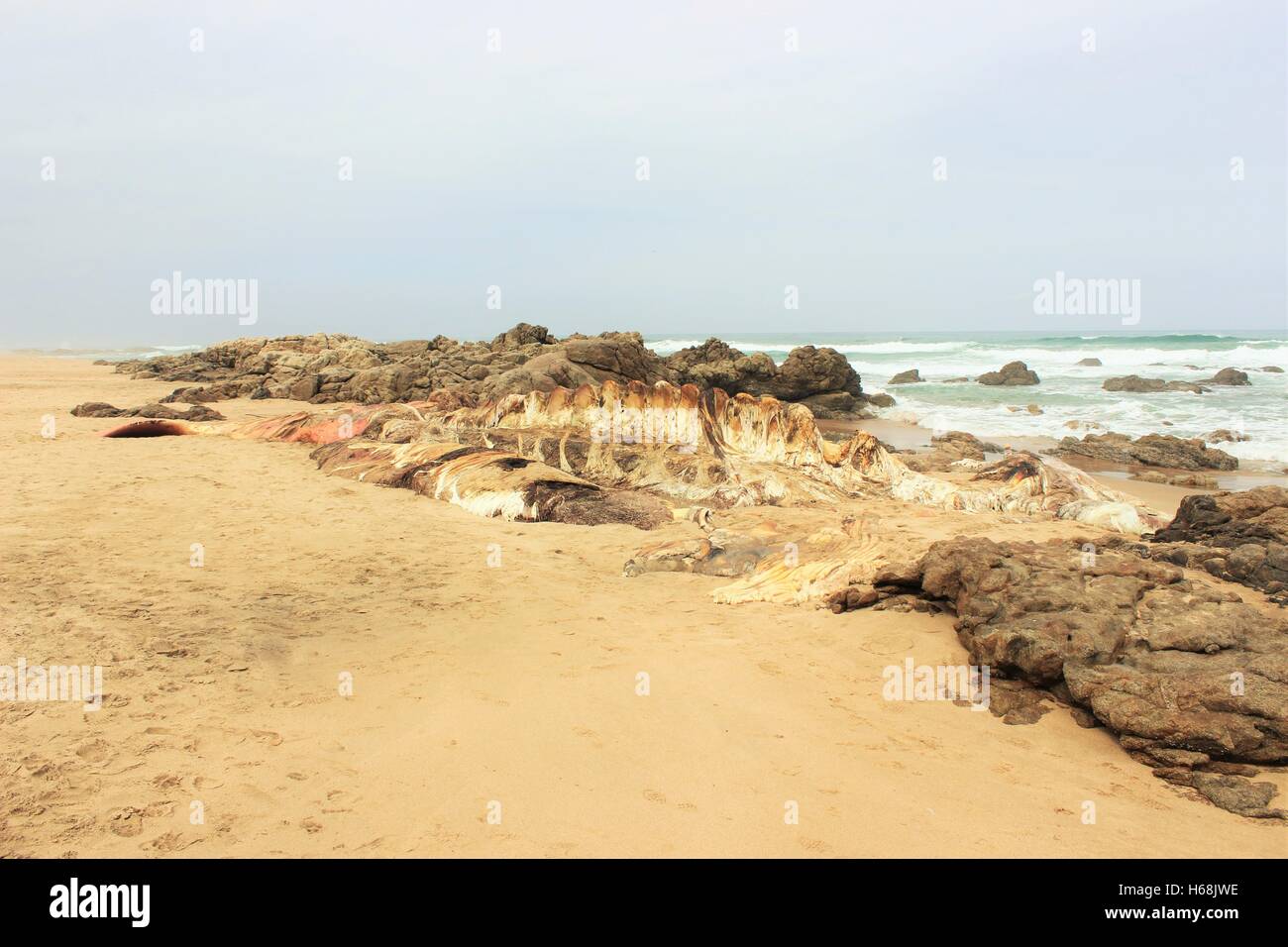 Whale carcass decomposing Stock Photo - Alamy