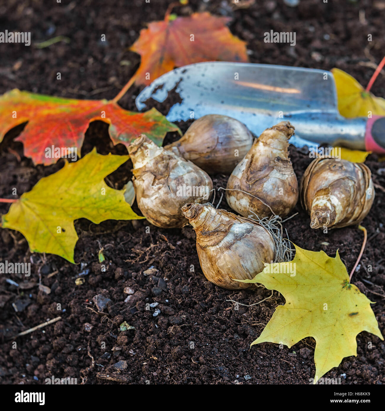 Planting daffodils in the fall garden Stock Photo - Alamy