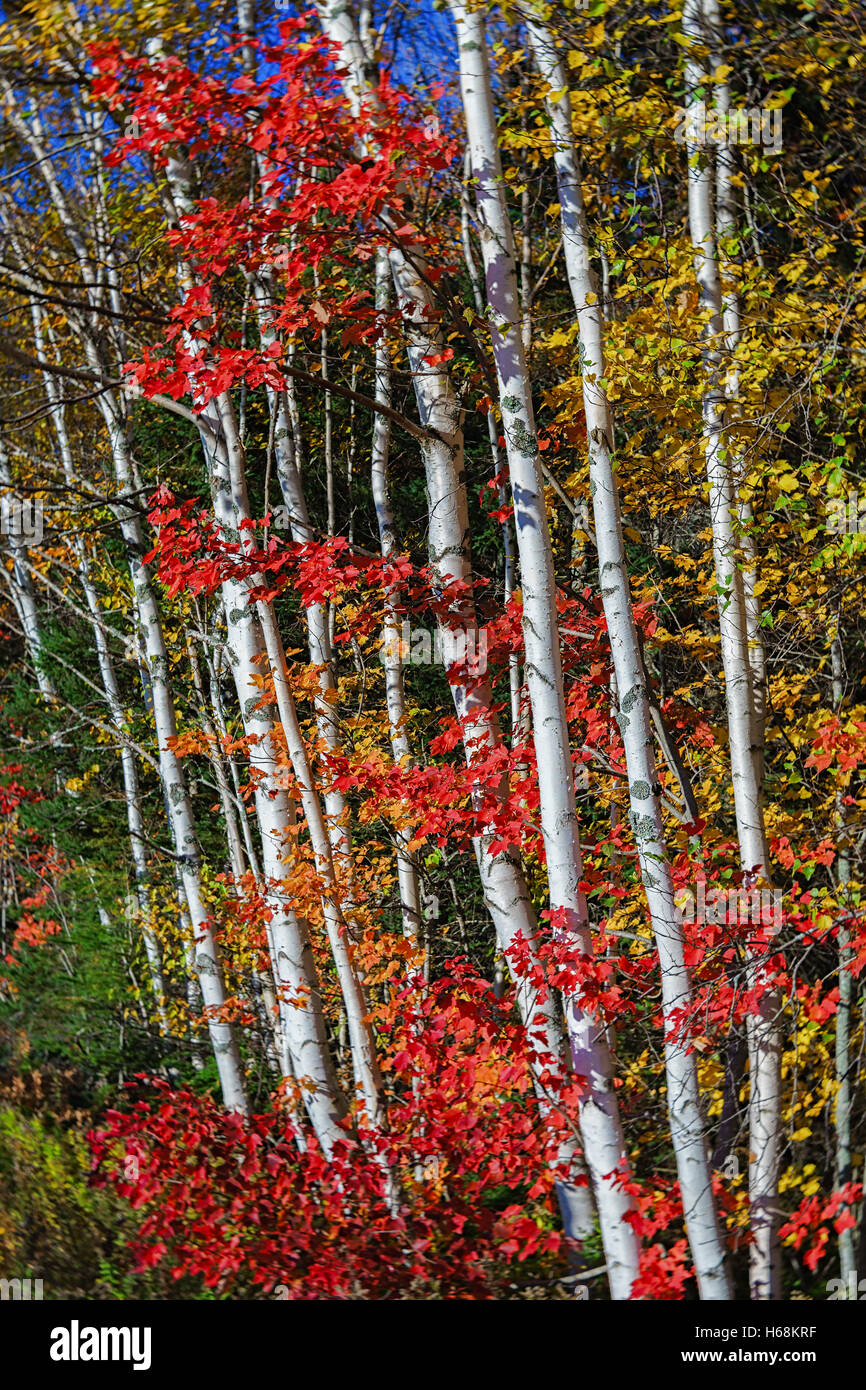 Fall foliage amongst birch trees Stock Photo - Alamy