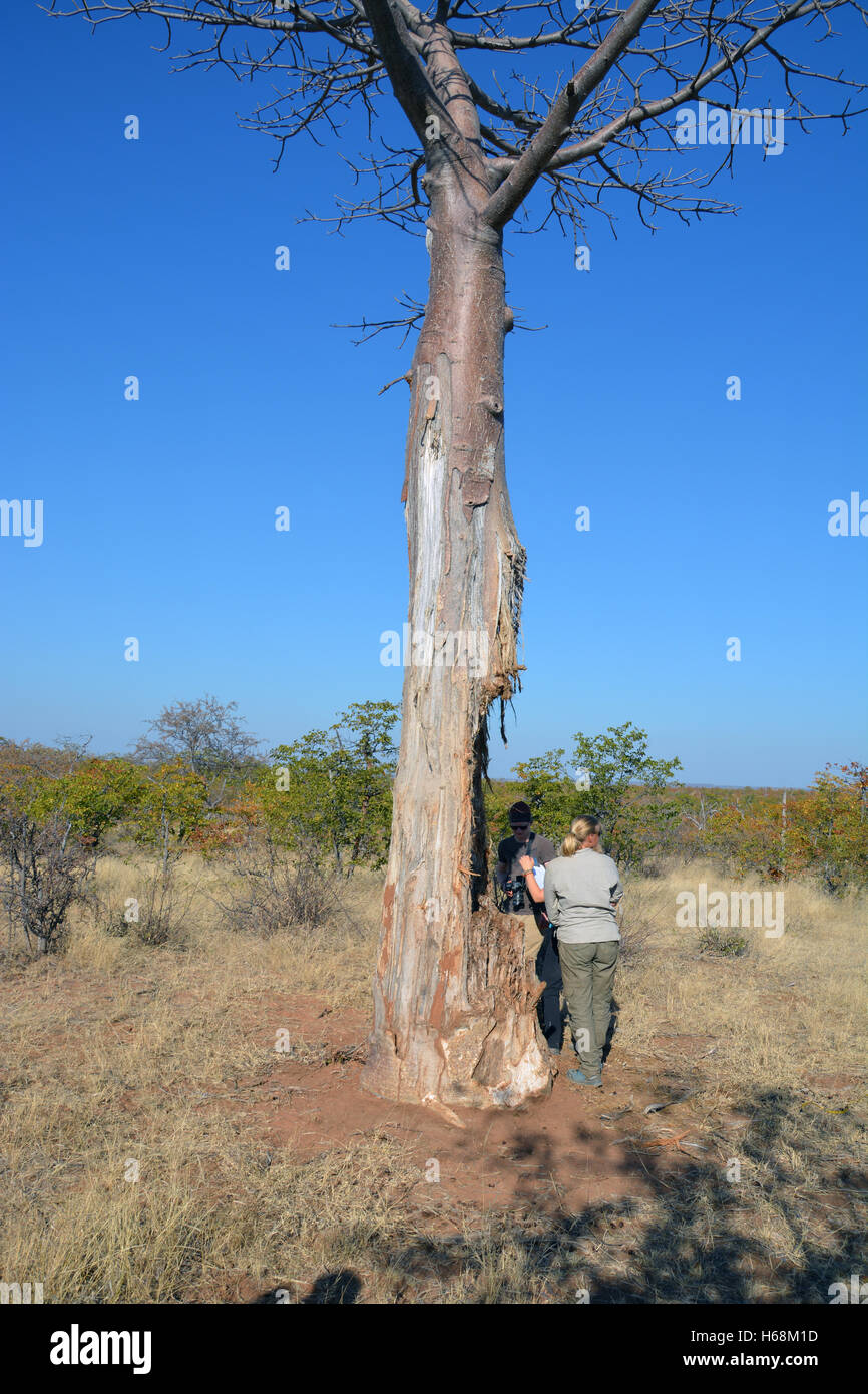 Young baobab tree hi-res stock photography and images - Alamy