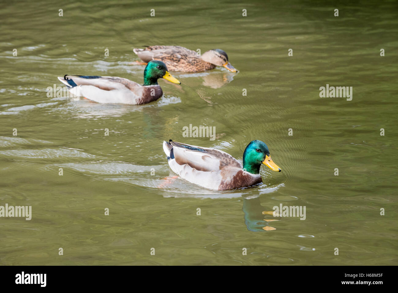 Ducks in water Stock Photo - Alamy
