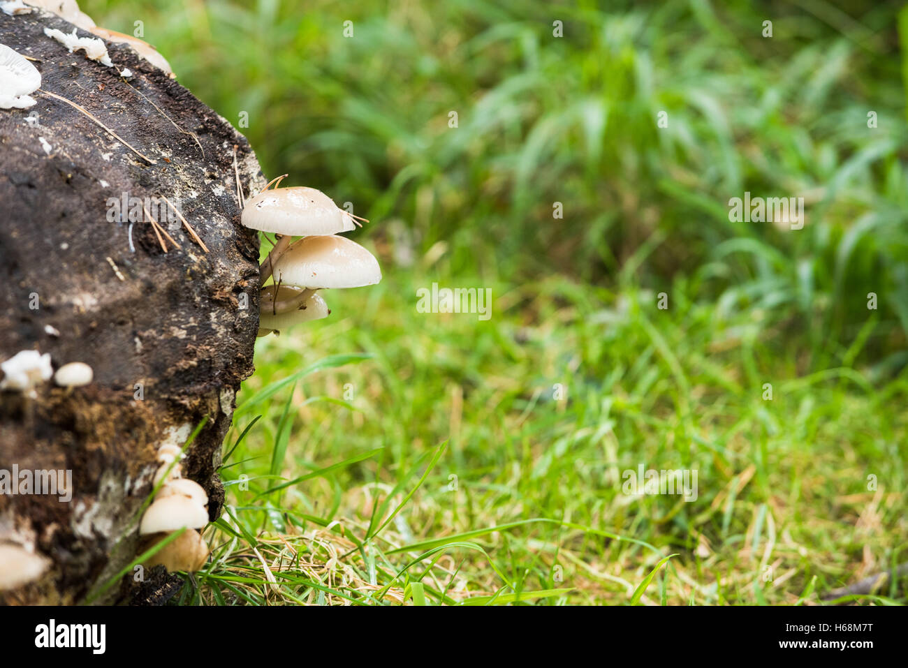 Microbiology fungi hi-res stock photography and images - Alamy