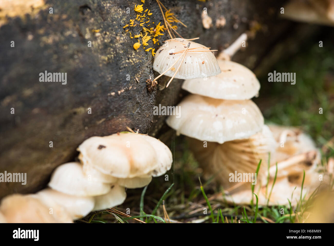 Microbiology fungi hi-res stock photography and images - Alamy