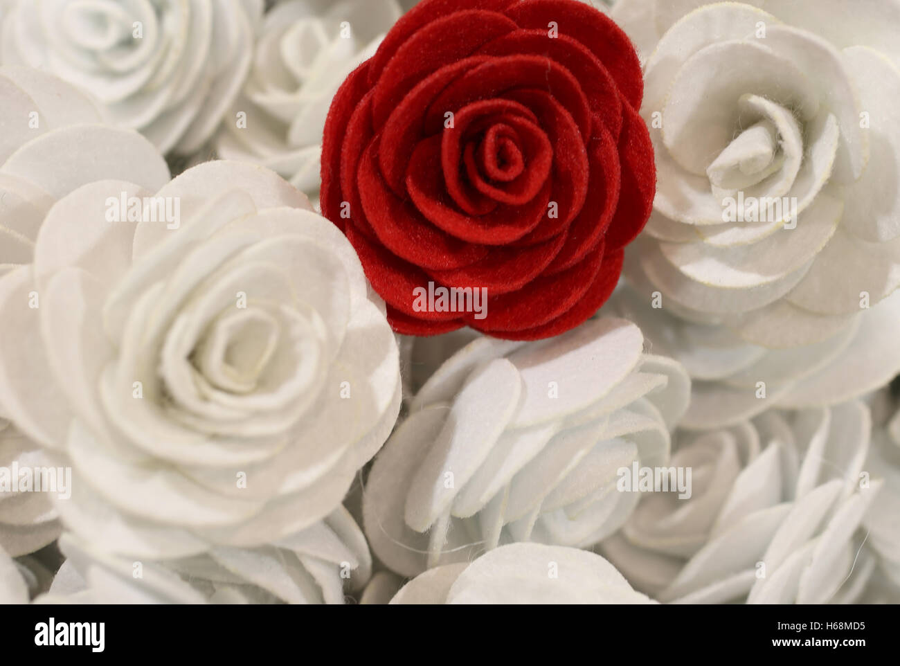 single red rose and many small white roses fabric Stock Photo - Alamy