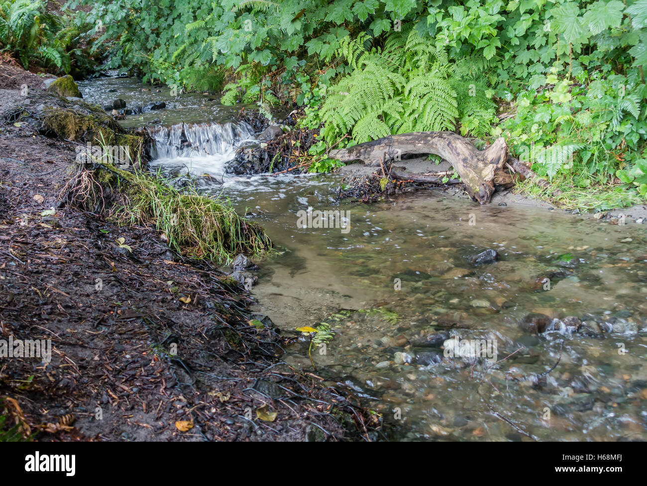 Water flows in a small stream in the Pacific Northwest Stock Photo - Alamy