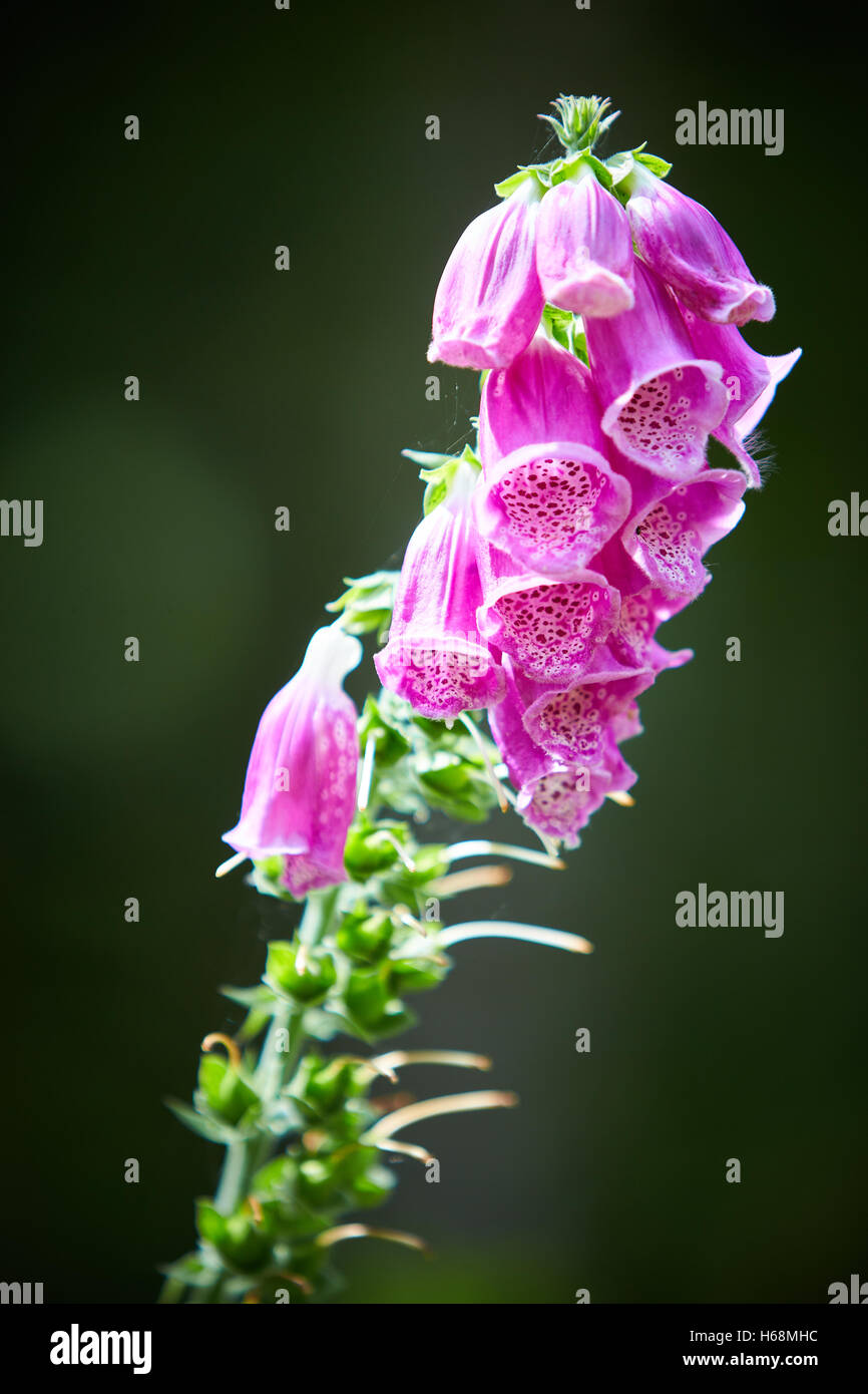 Common pink foxglove hi-res stock photography and images - Alamy