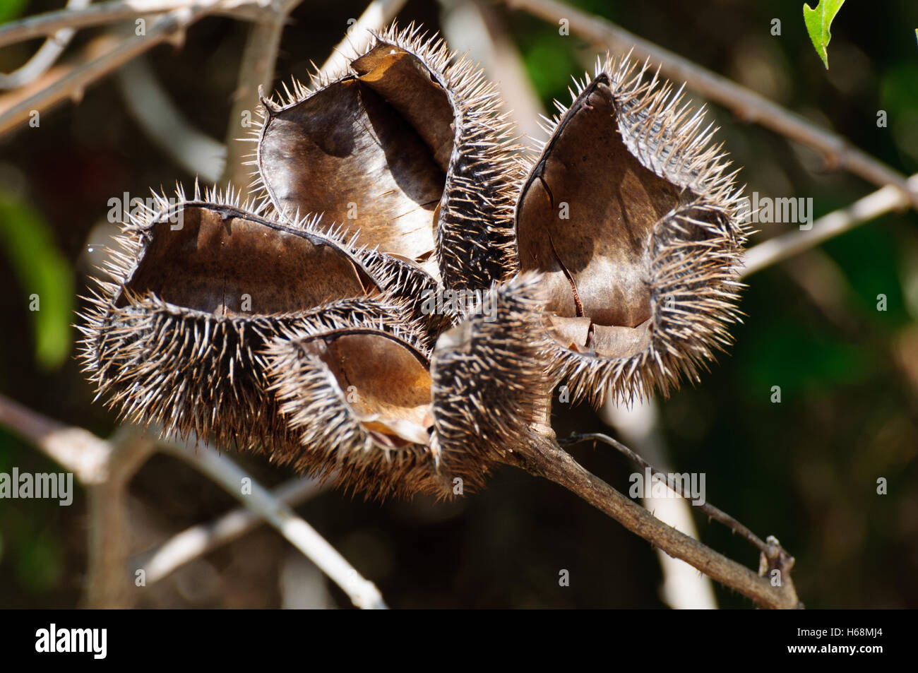 Empty Nickernut seeds from a Warri Tree Stock Photo - Alamy