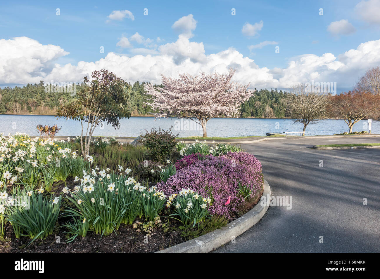 Cherry blossoms are in bloom along Lake Washington in Spring Stock ...