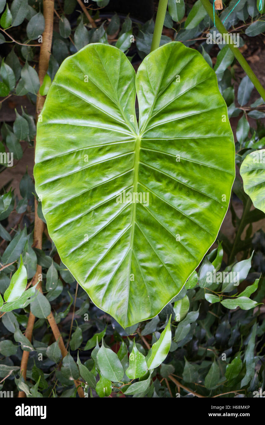 One separate green leaf of spring season Stock Photo - Alamy