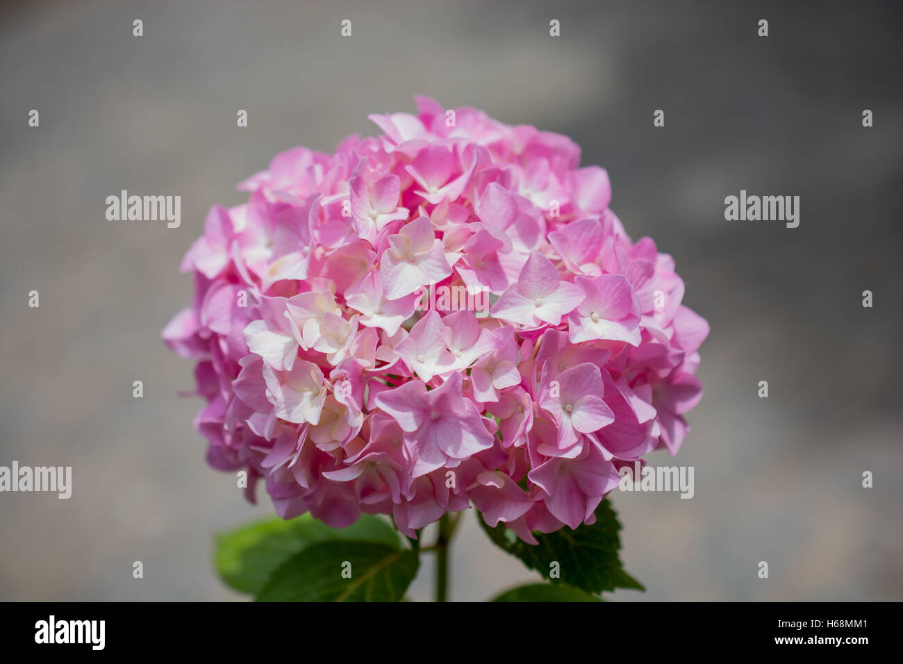 Beautiful hydrangea flowers in nature background Stock Photo - Alamy