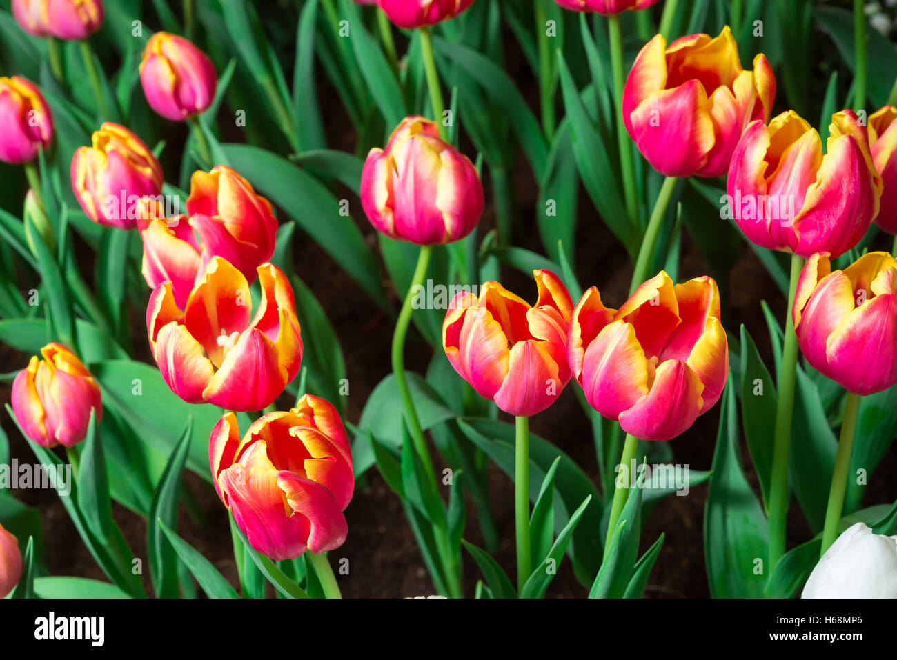 Tulip Colourful in spring Stock Photo - Alamy