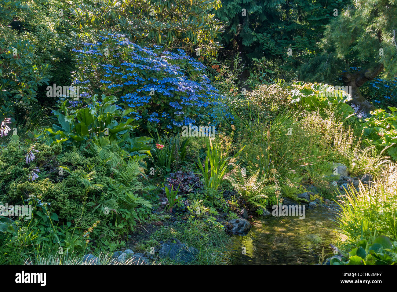 A small stream flows near a bush that is overflowing with blue flowers ...
