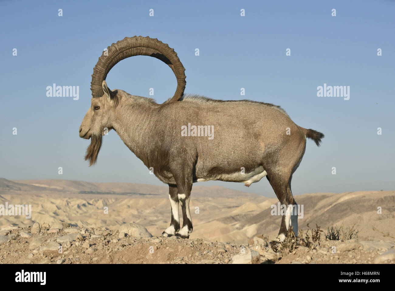 Nubian Ibex - Capra nubiana Stock Photo - Alamy