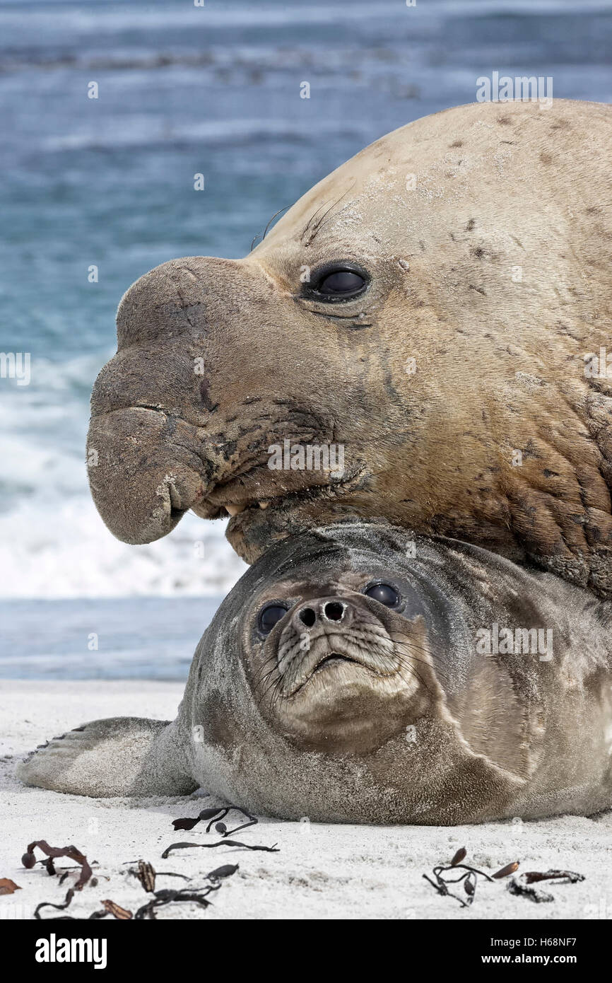 Southern elephant seal male bull pup hi-res stock photography and ...
