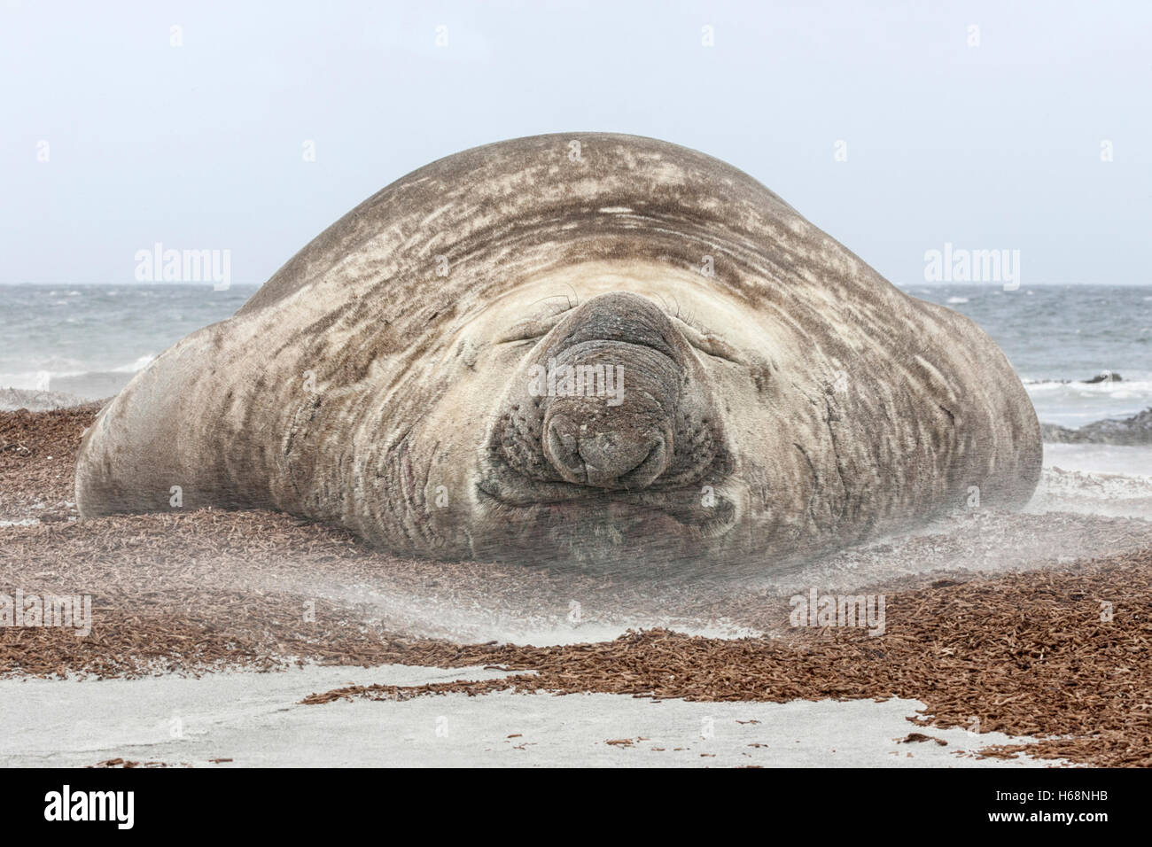 Southern Elephant Seal bull - Mirounga leonina Stock Photo - Alamy