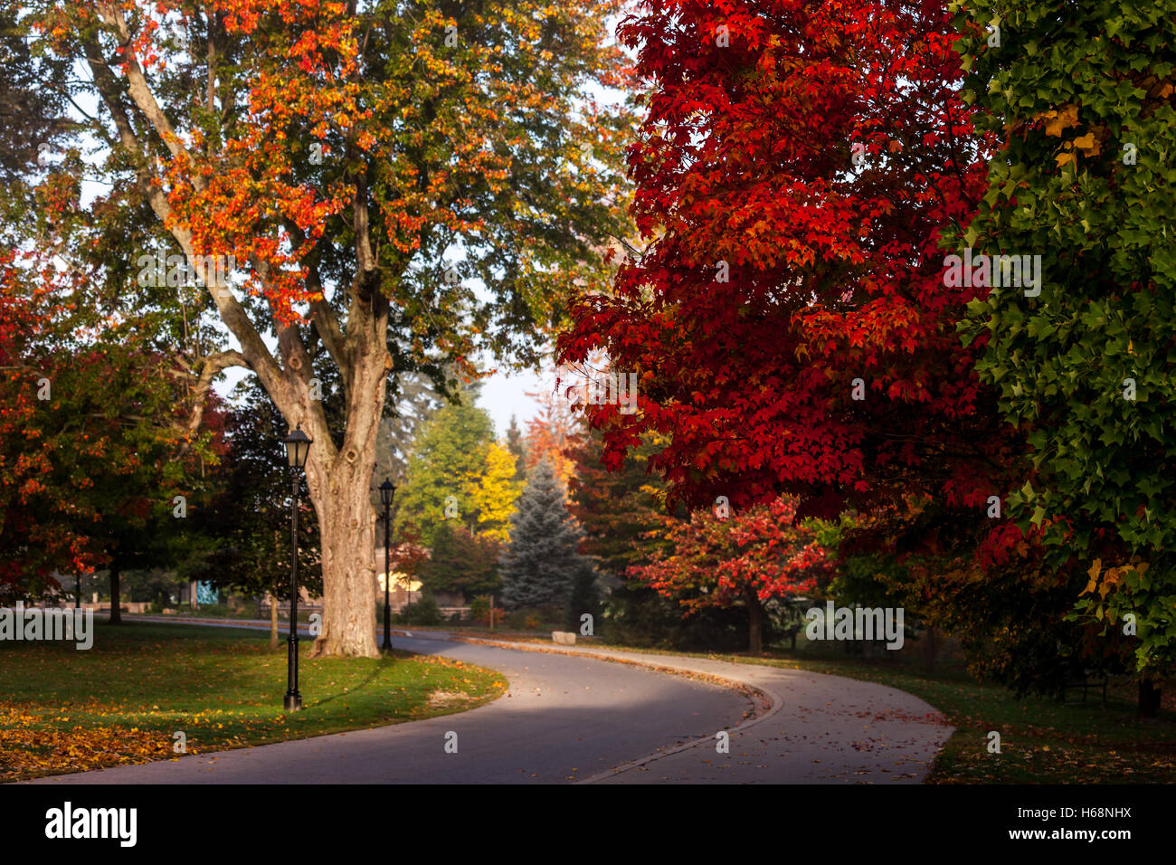Trees in a park a lit in early morning sunlight Stock Photo - Alamy