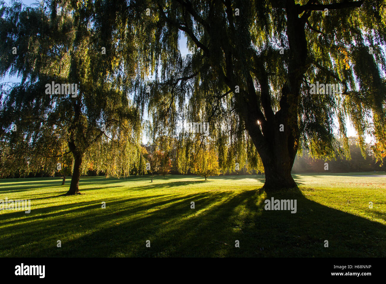 Trees lit by early morning sunlight hi-res stock photography and images ...
