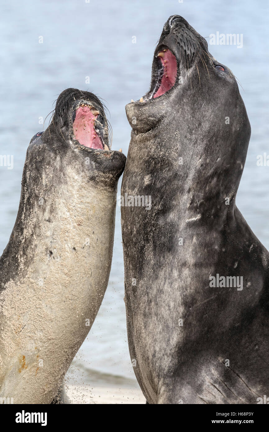 Southern Elephant Seal - Mirounga leonina - fighting Stock Photo - Alamy