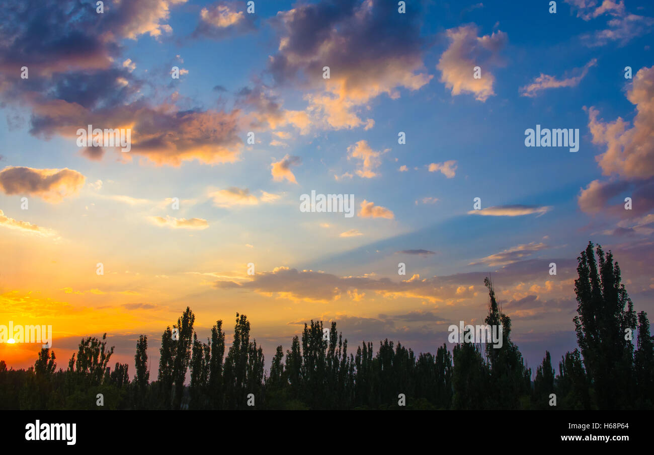 landscape with dramatic light - orange clouds and the outline of trees ...