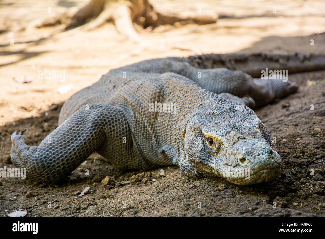 Indonesia Komodo National Park Komodo Dragon Portrait Stock Photo - Alamy