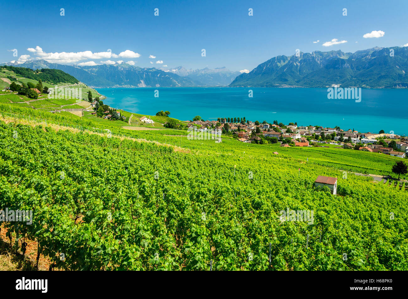 The Lavaux Vineyard Terraces UNESCO World Heritage Site near Lausanne ...