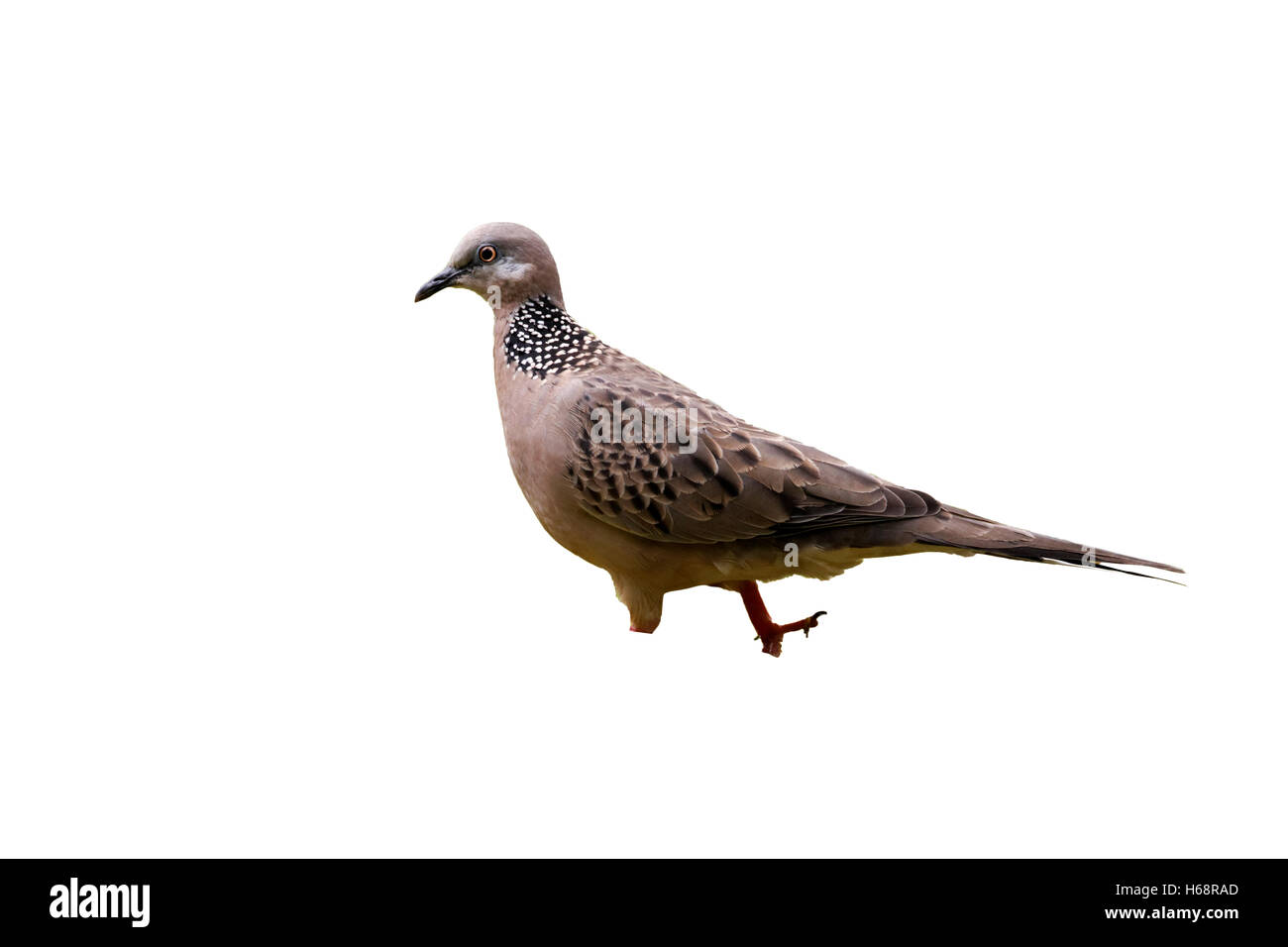 Spotted dove streptopelia chinensis Cut Out Stock Images & Pictures - Alamy