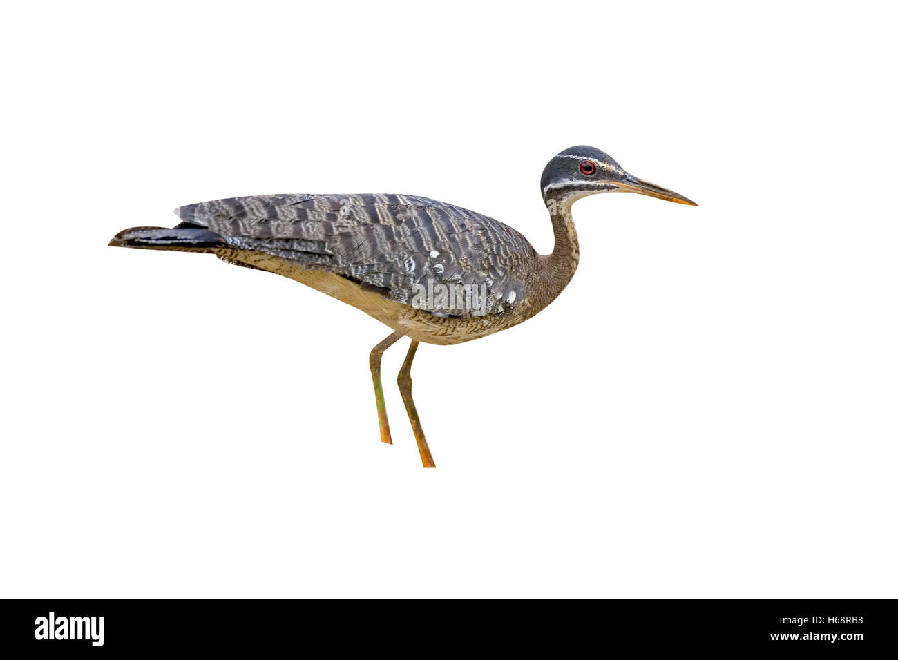 Bird the brazil water hi-res stock photography and images - Alamy