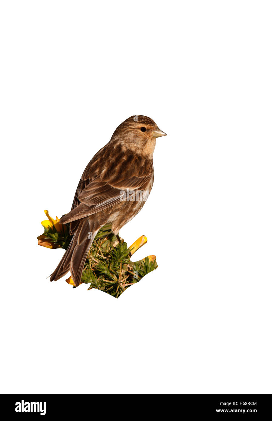 Twite Cut Out Stock Images & Pictures - Alamy