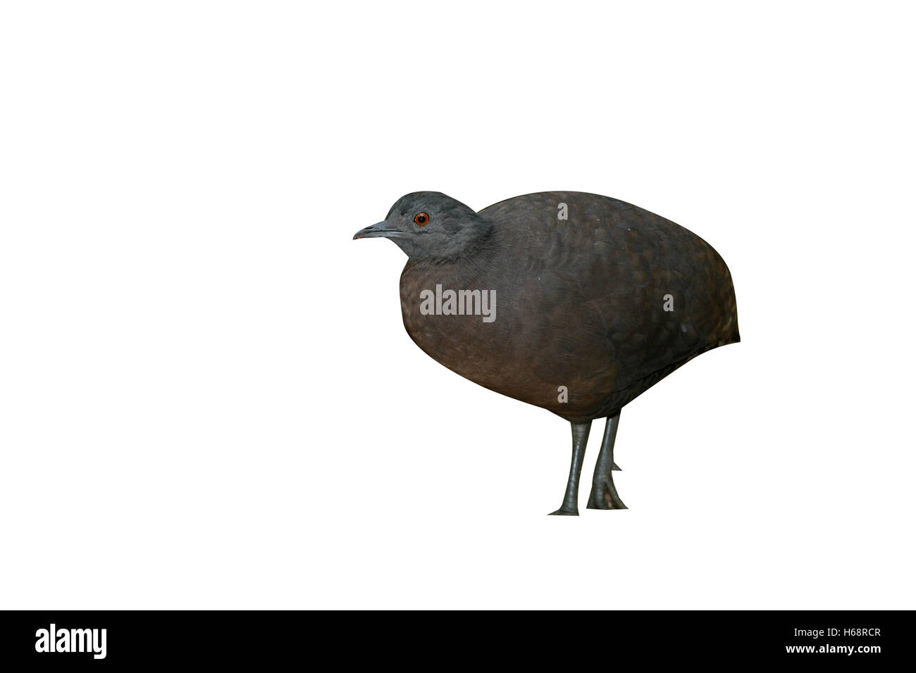 Undulated tinamou, Crypturellus undulatus, single bird on ground ...