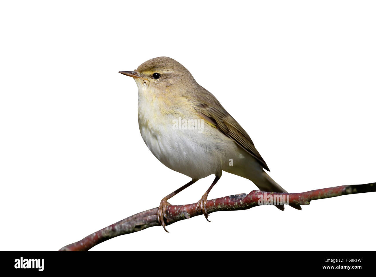 Willow warbler, Phylloscopus trochilus, single bird on branch ...