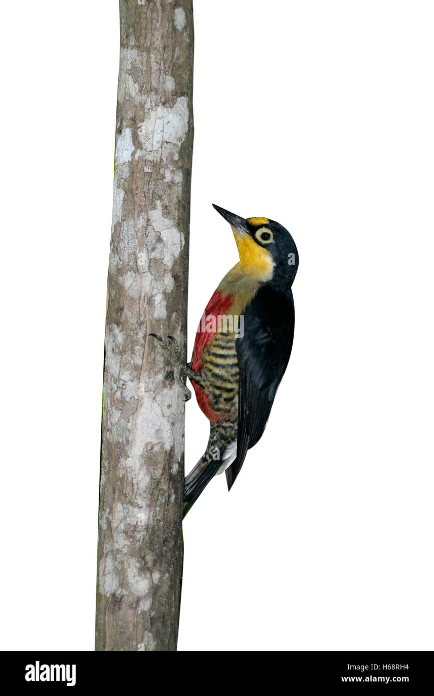 Yellow-fronted woodpecker, Melanerpes flavifrons, single bird on branch ...