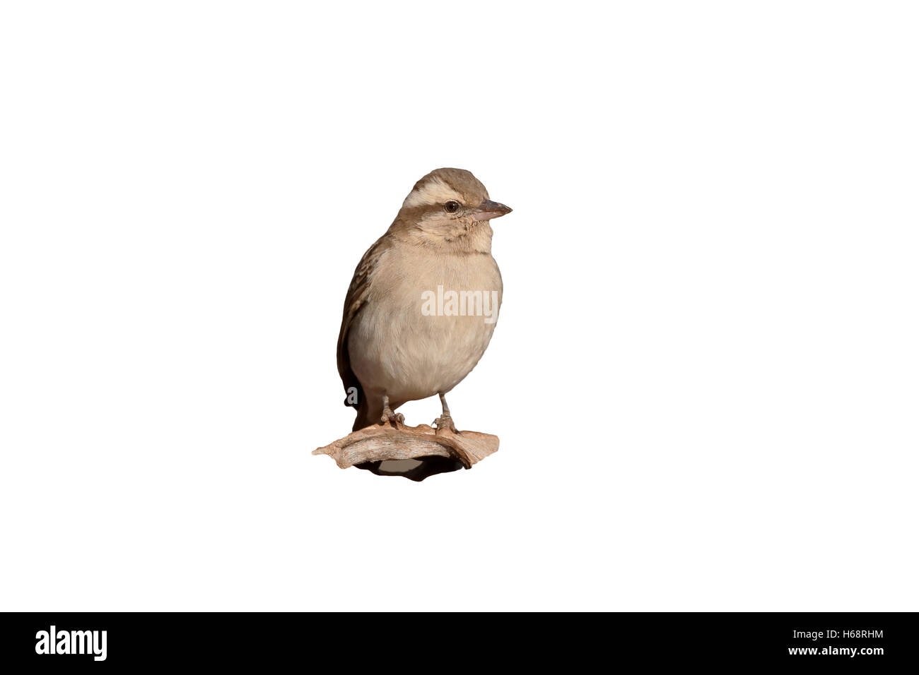 Yellow-throated sparrow or yellow-throated petronia, Petronia ...