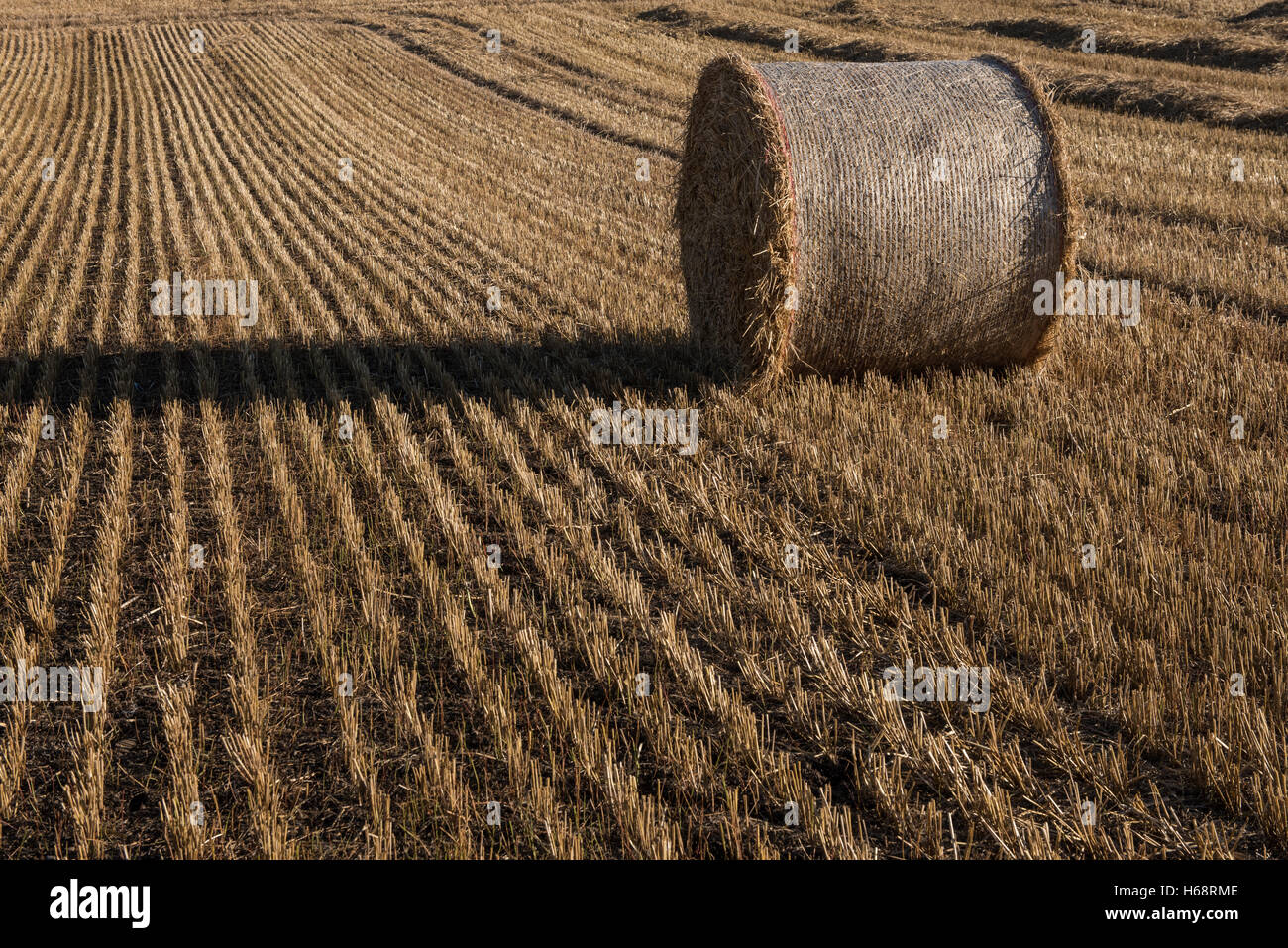 A single hay roll in a stubble field at Lasswade in Midlothian Scotland ...