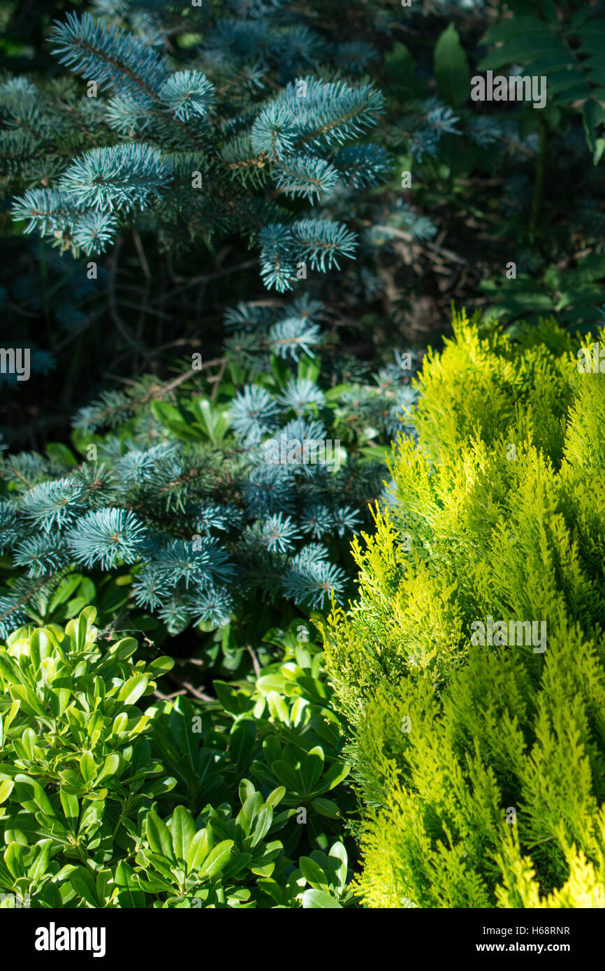 Green leaves of the spring season Stock Photo - Alamy