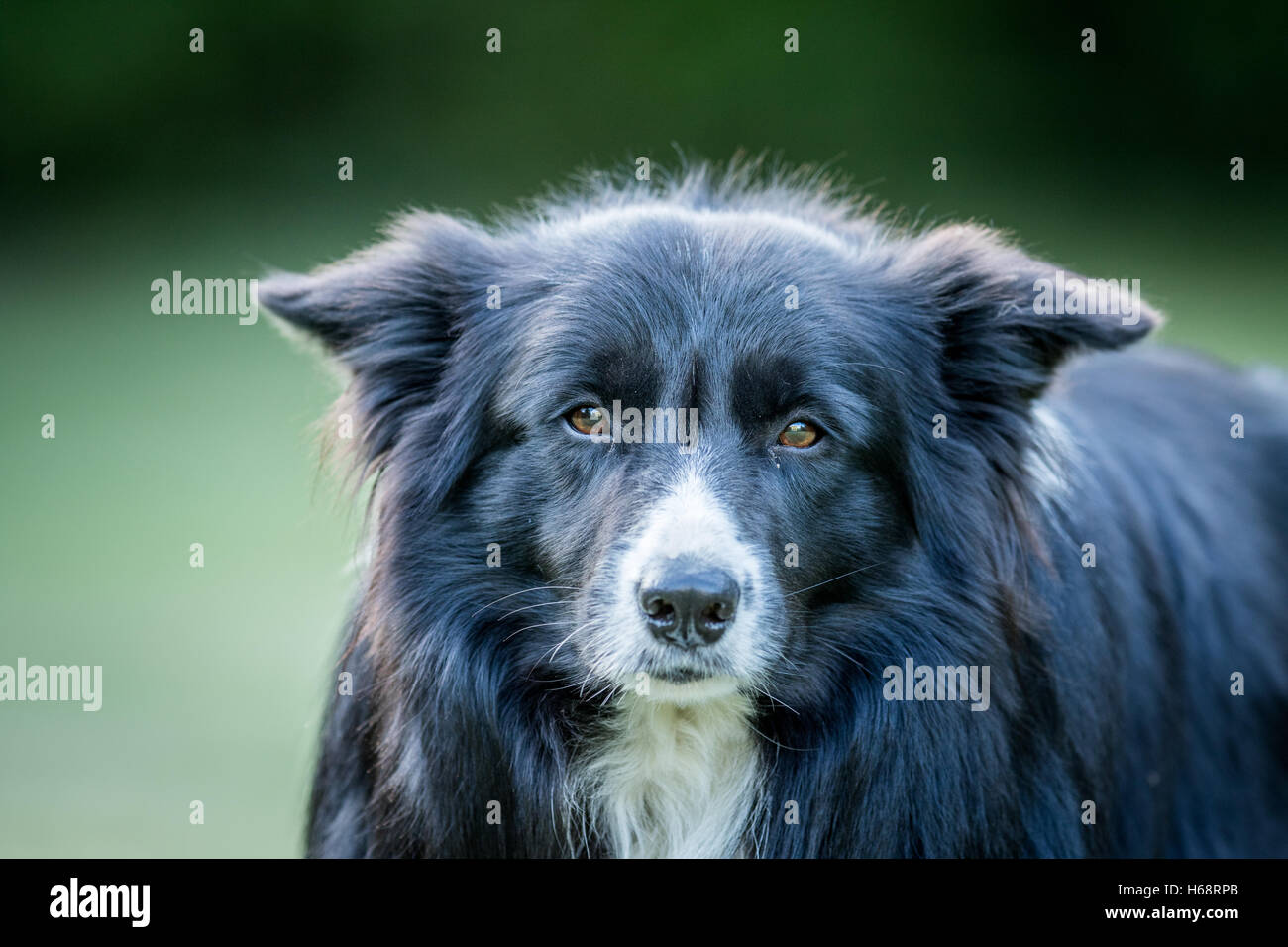 Black and white Border Collie staring at the camera Stock Photo - Alamy