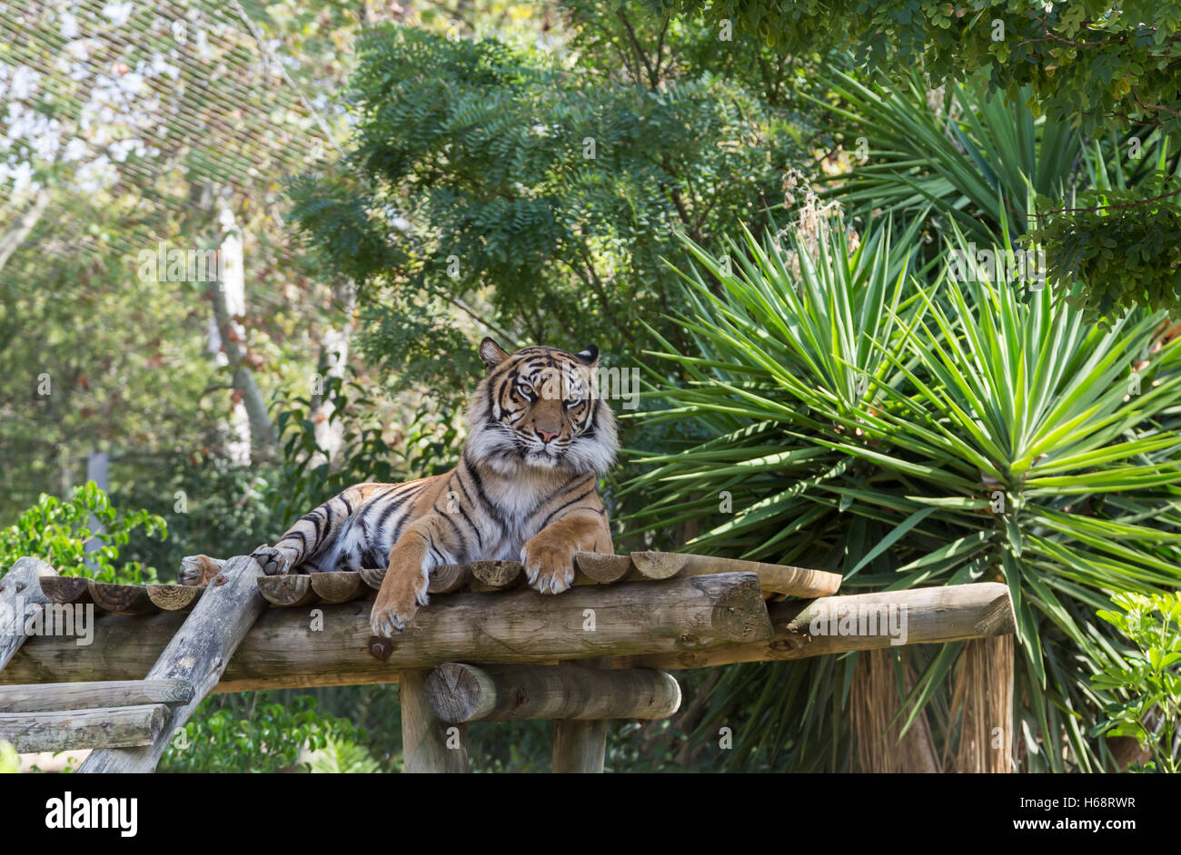 rest tiger on wooden platform in zoo Stock Photo - Alamy