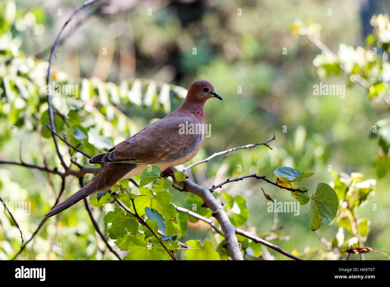 Lonely bird lives in the natural environment Stock Photo - Alamy