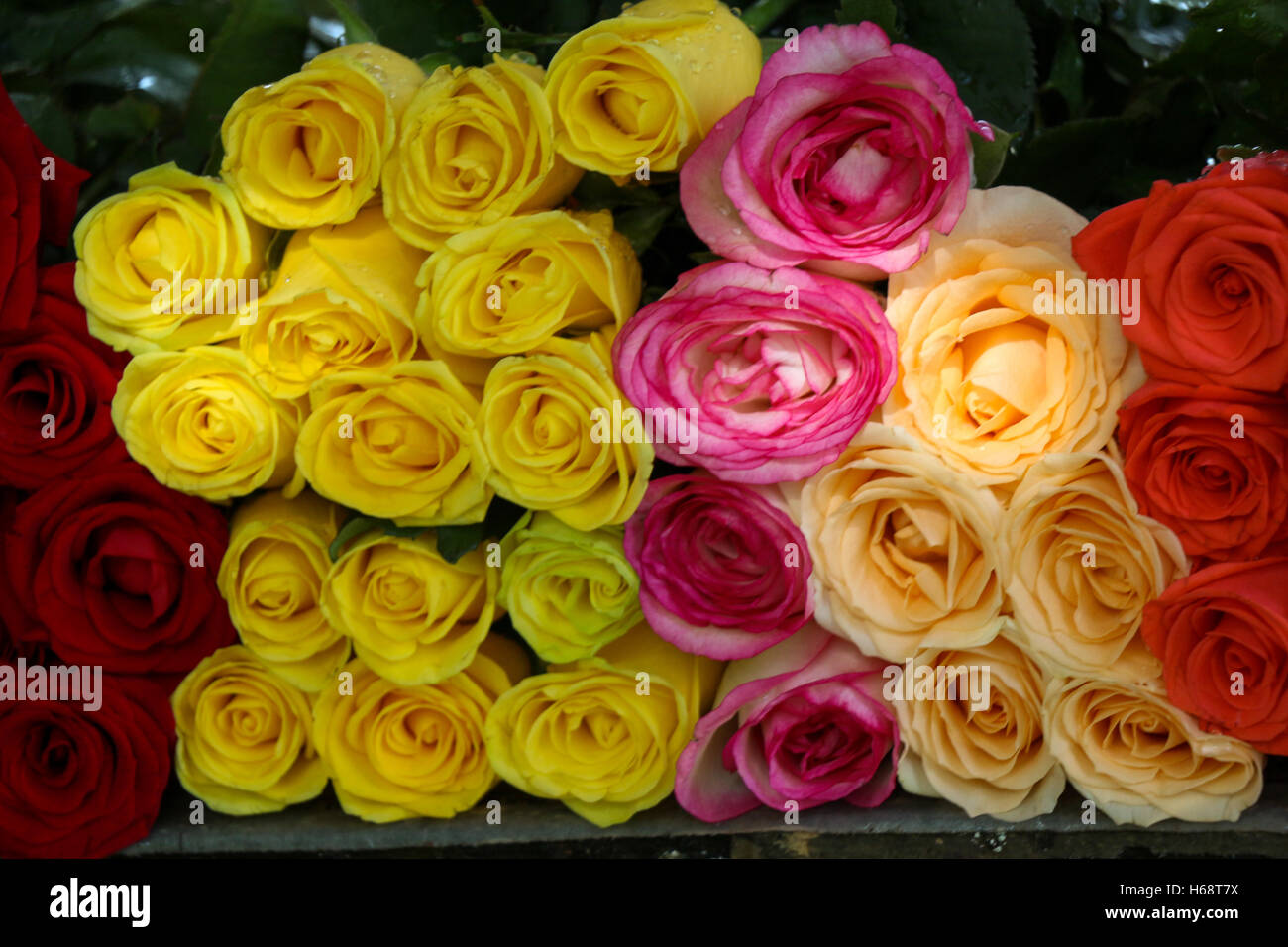 Beautiful fresh roses in nature background Stock Photo - Alamy