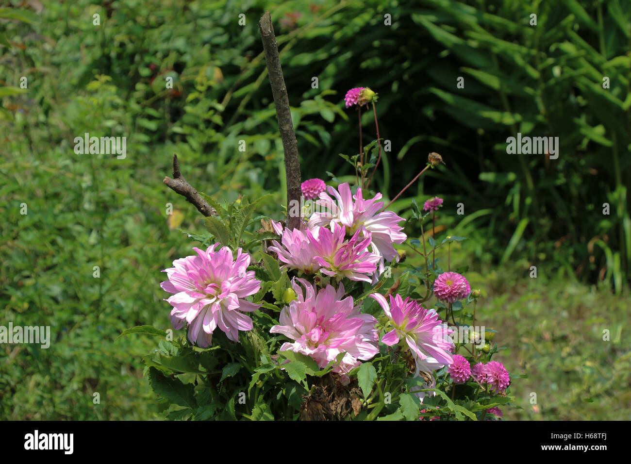 Beautiful fresh flowers in nature background Stock Photo - Alamy