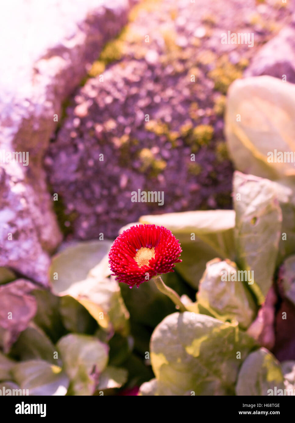 Beautiful fresh aster flowers in nature background Stock Photo - Alamy