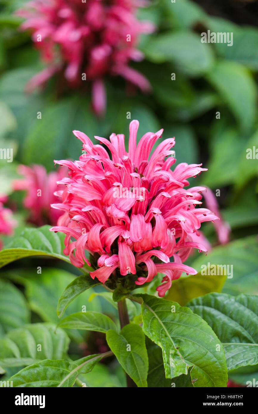 Beautiful Brazilian Blume flowers in nature background Stock Photo - Alamy