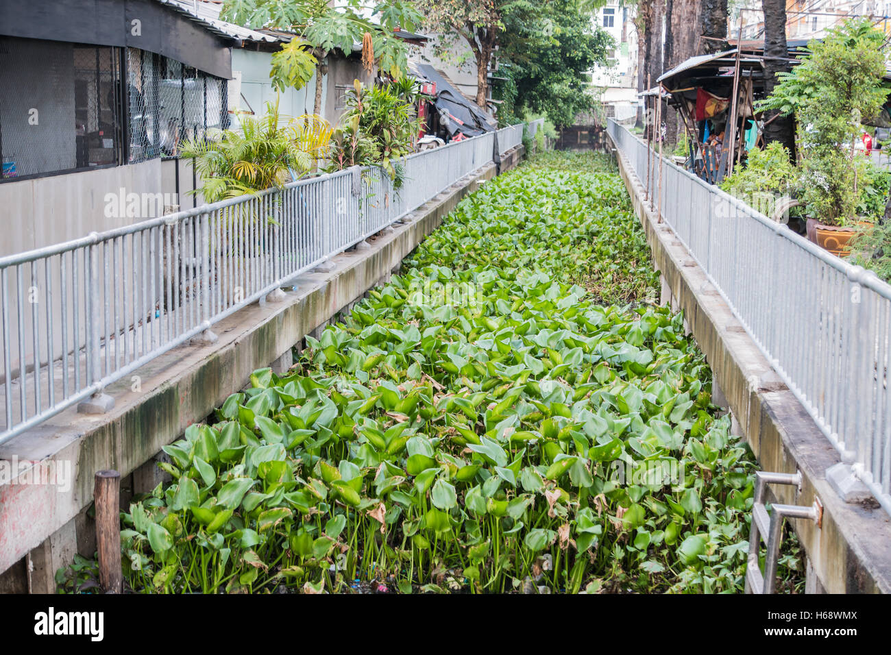 Water hyacinth in the river Stock Photo - Alamy