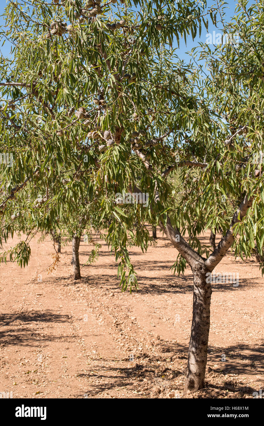 Almond plantation trees in a row Stock Photo - Alamy