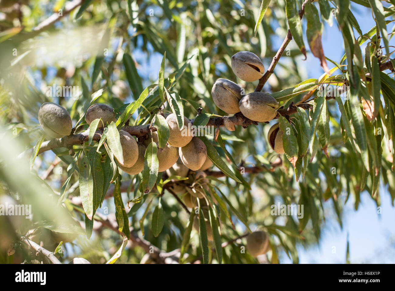 Almond plantation hi-res stock photography and images - Alamy